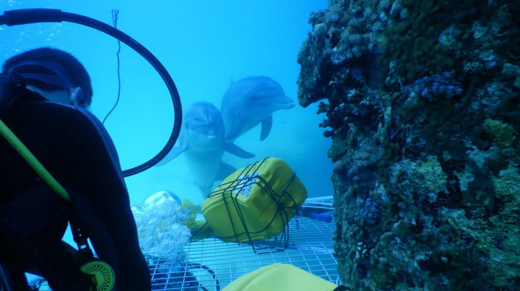 On Earth Day, Environmentalists Warn Red Sea Coral Reefs ‘Under Severe ...