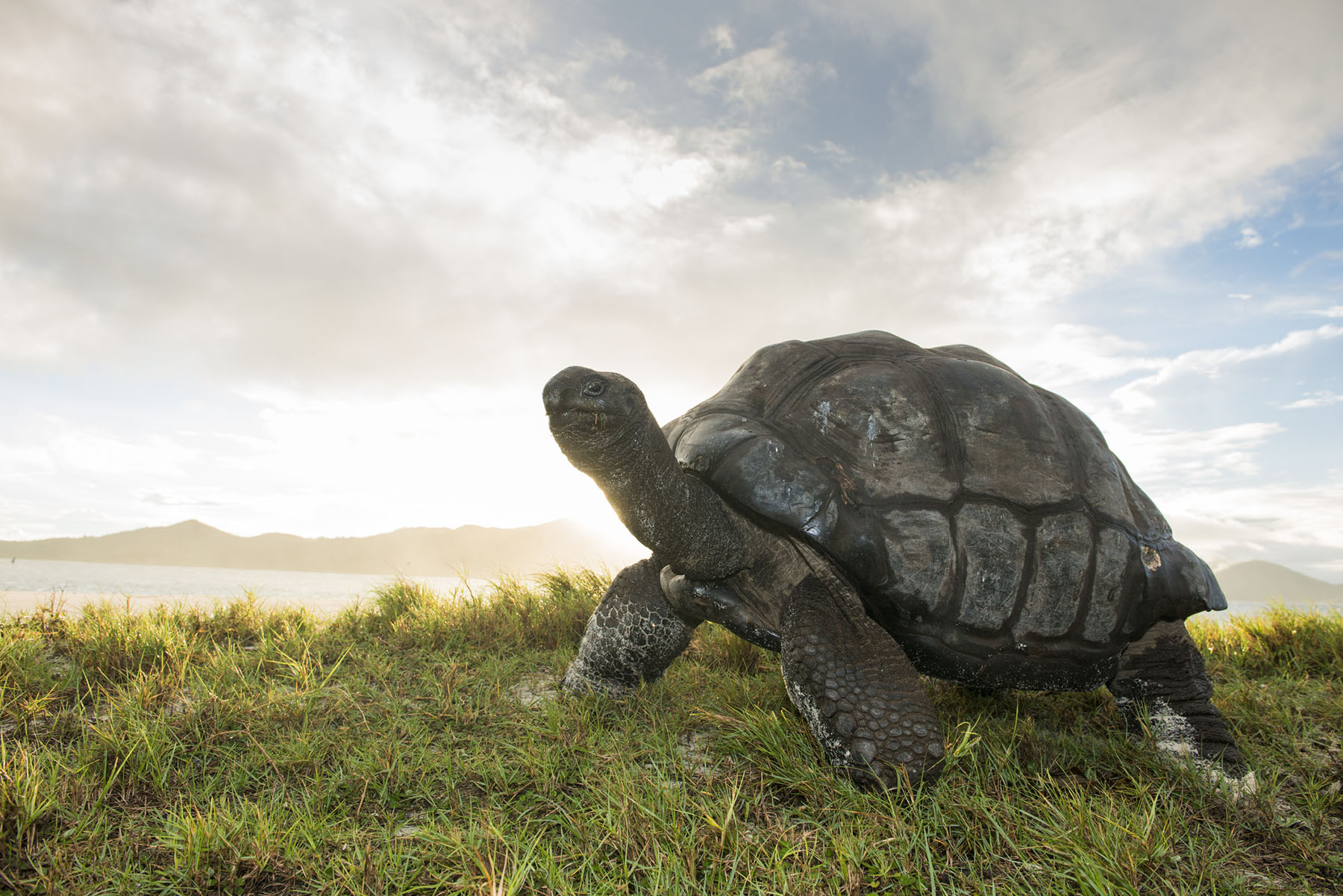 Making Senescence Negligible, Like Galapagos's Tortoises