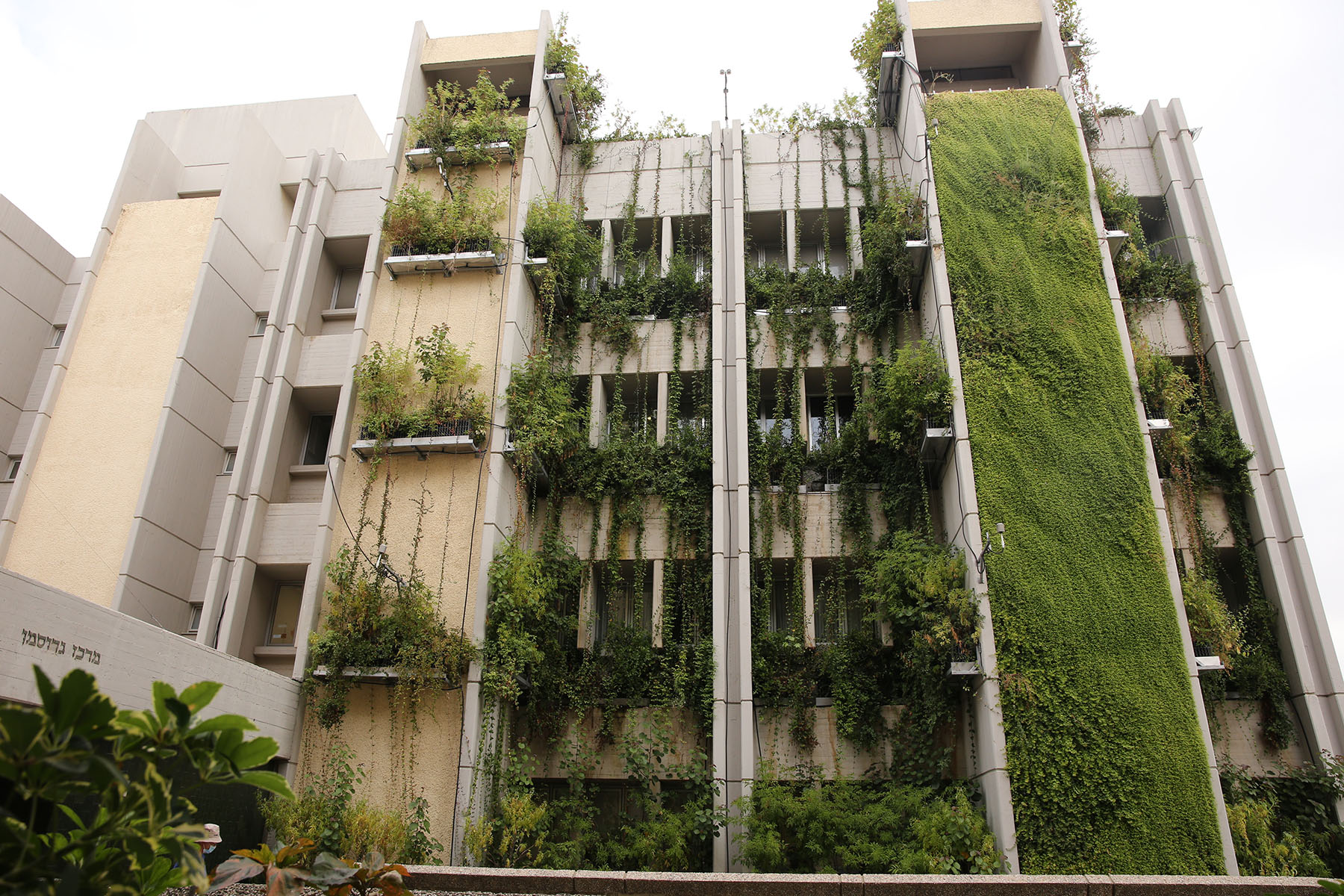 Can Plant-Covered Buildings Cool Things Down?