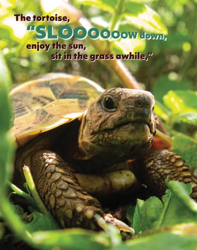 Teaching Kids About Animals from a Torah Perspective