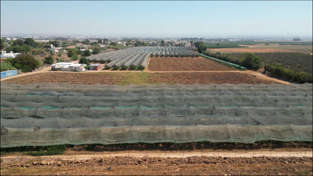 The Quest for the Perfect Etrog: Inside the High-Stakes World of Sukkot ...