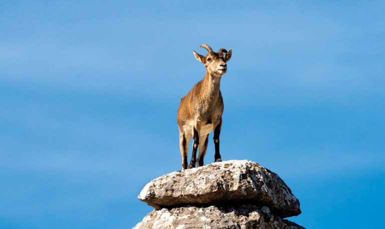 The Cliff-Hanging Symbolism of the Scapegoat